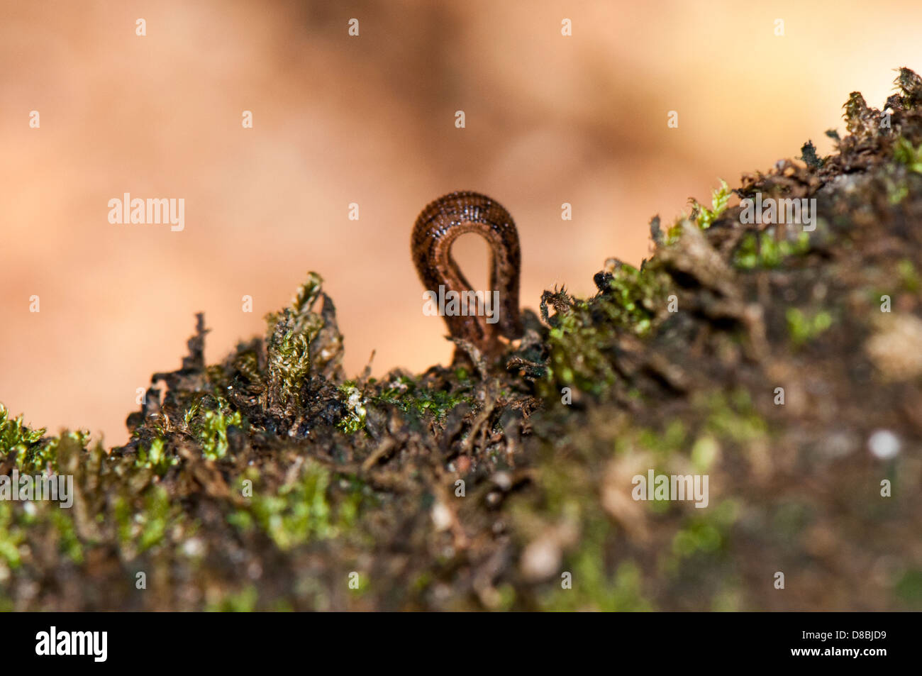 Haemadipsa picta Banque de photographies et d’images à haute résolution ...