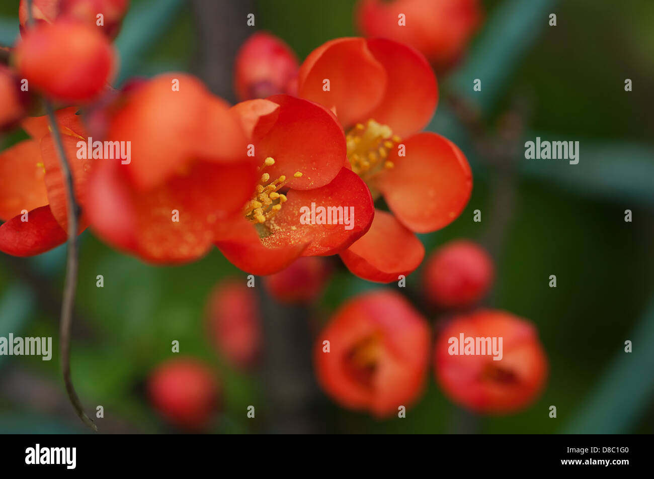 Fleurs de chaenomeles rouges Banque de photographies et d’images à ...