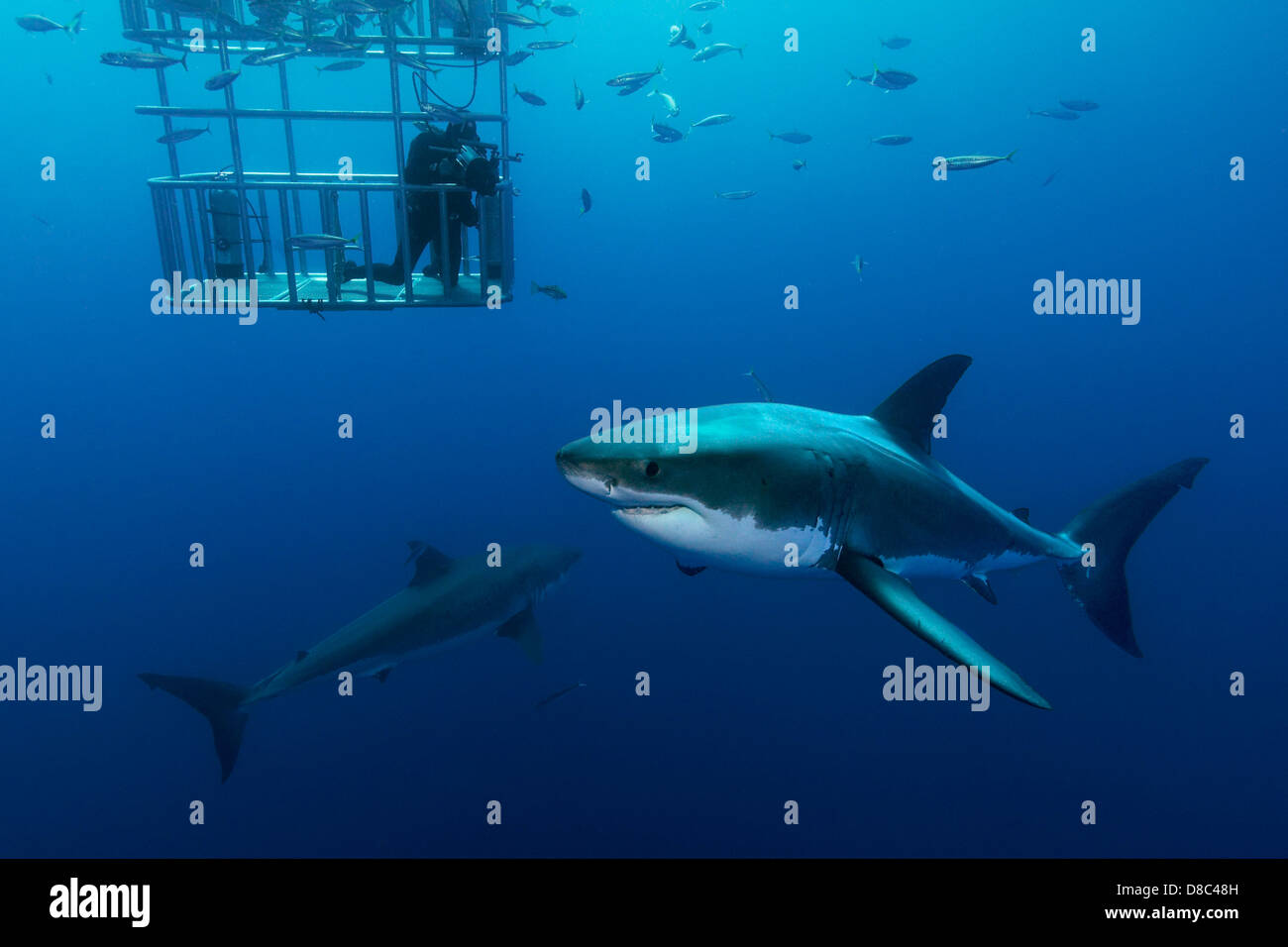 Carcharodon carcharias de grands requins blancs Banque de photographies ...