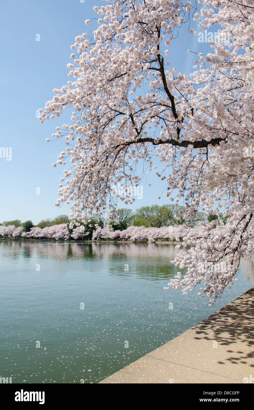 Festival de fleurs de cerisier washington dc Banque d'image et photos ...