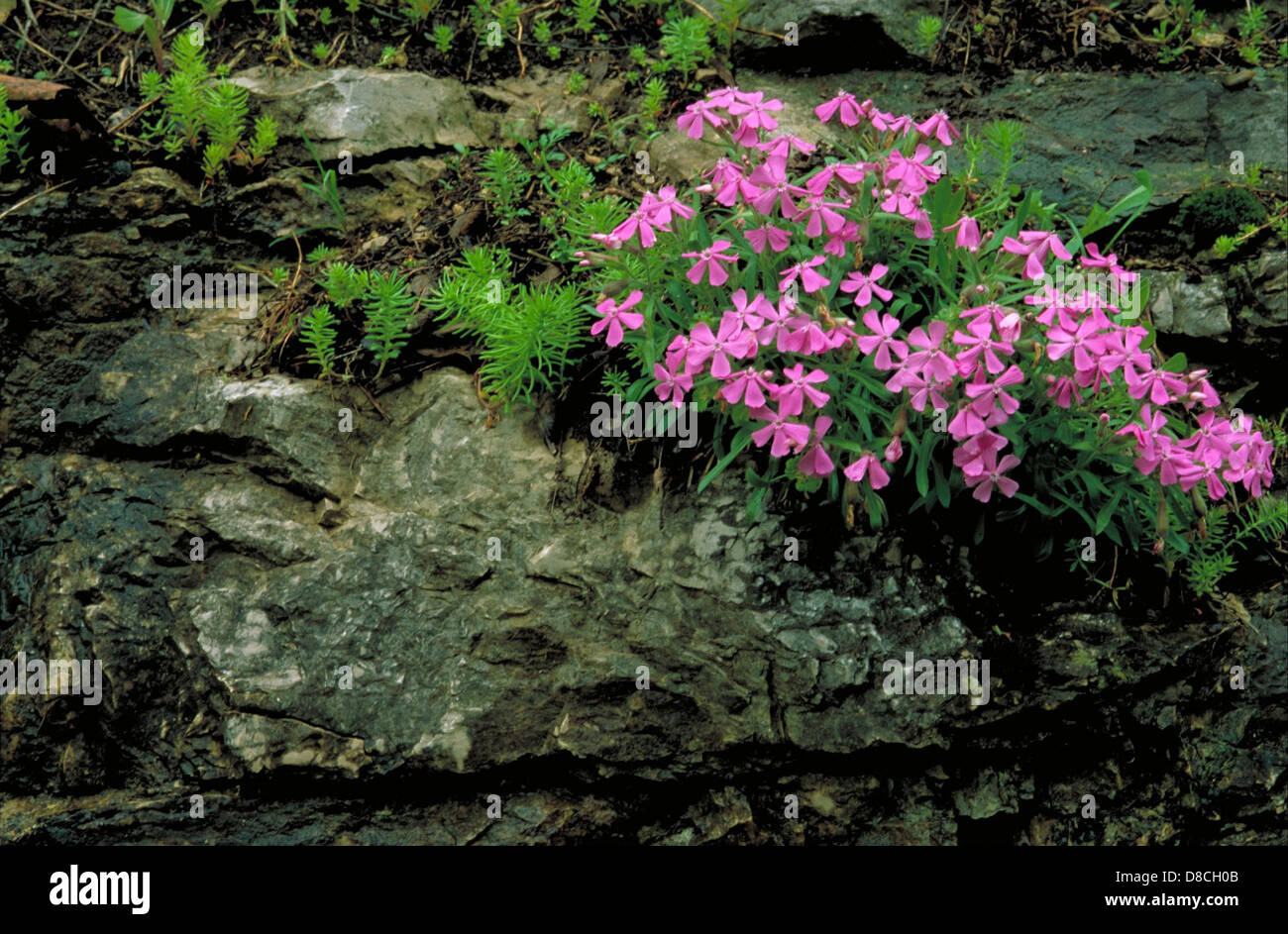 Gros plan d'une fleur rose sauvage de Caroline, originaire du sud-est ...