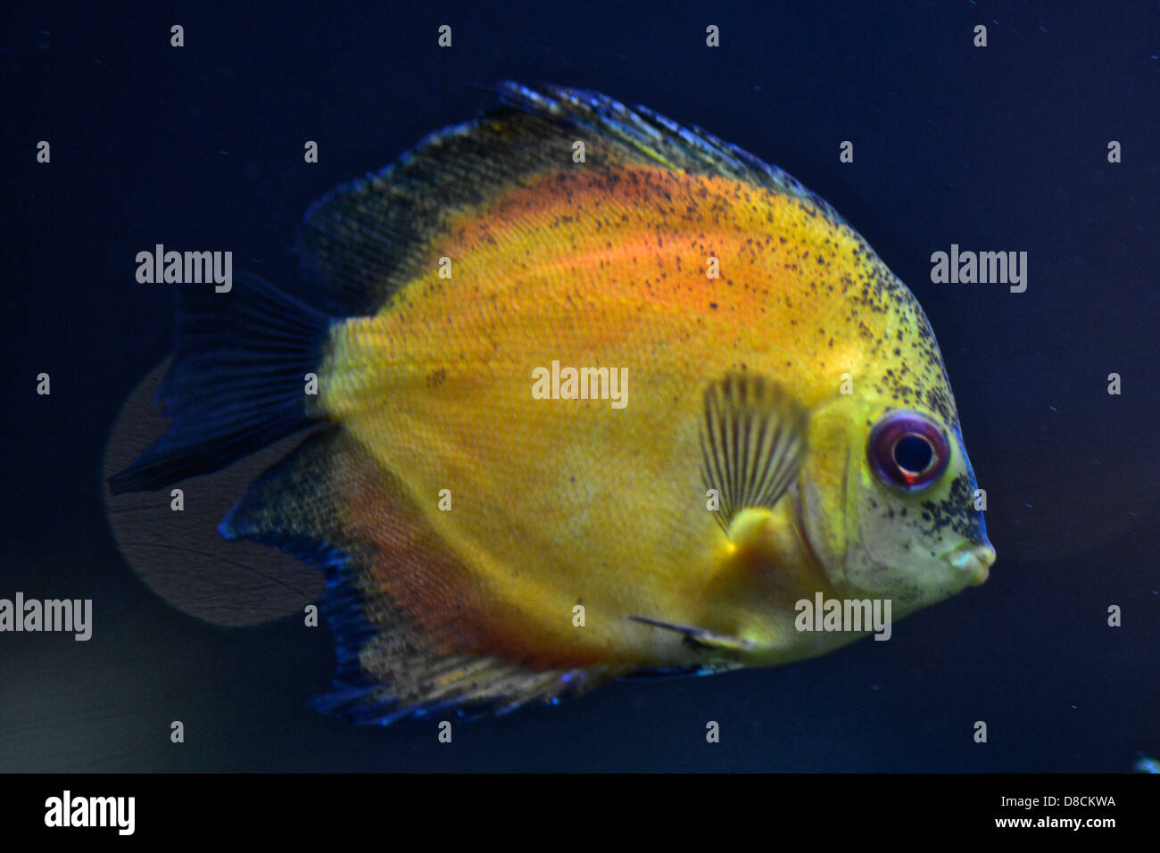 Poissons Discus Banque d'image et photos - Alamy
