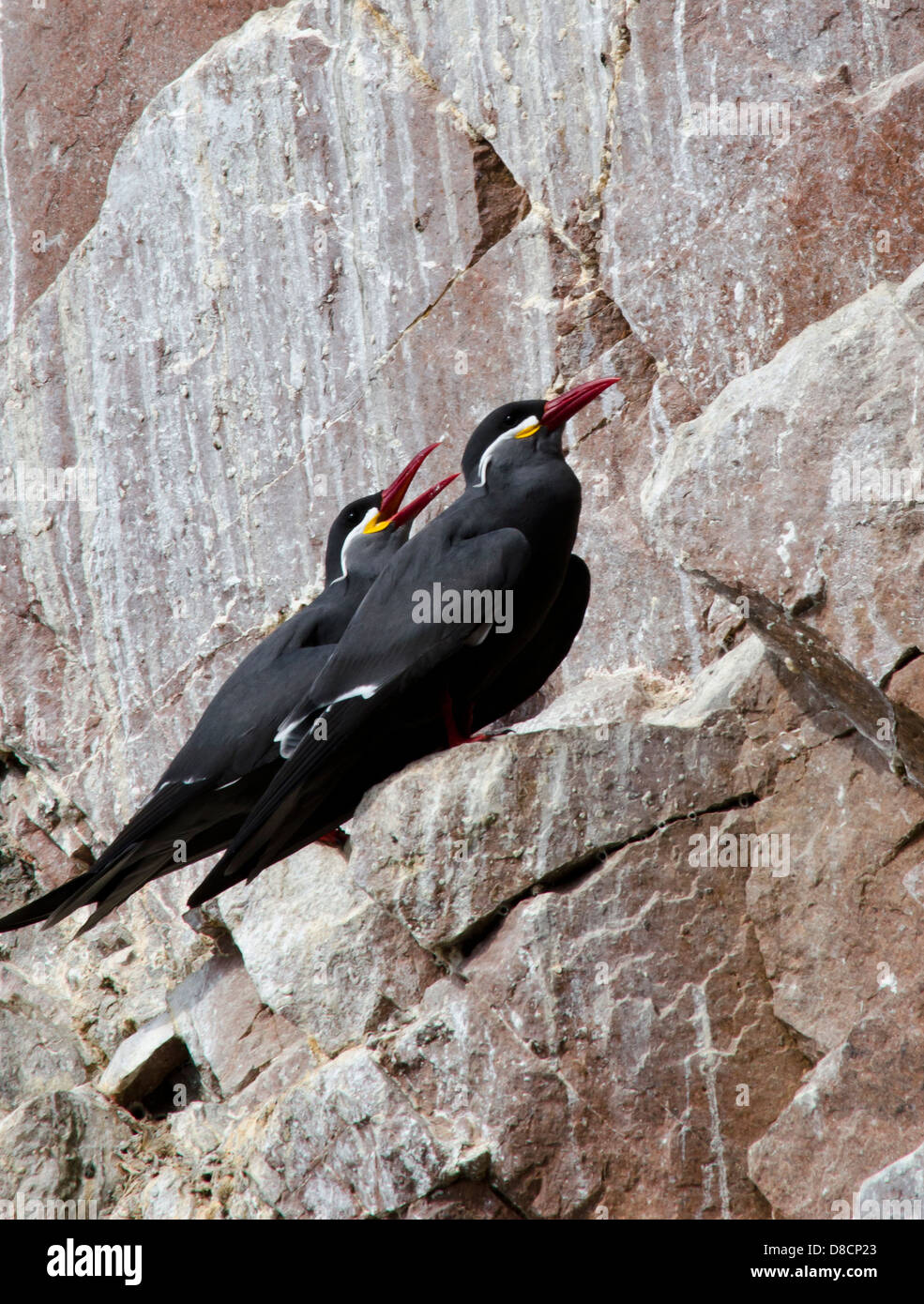 La Réserve nationale de Paracas. Le Pérou. La sterne Inca Larosterna ...