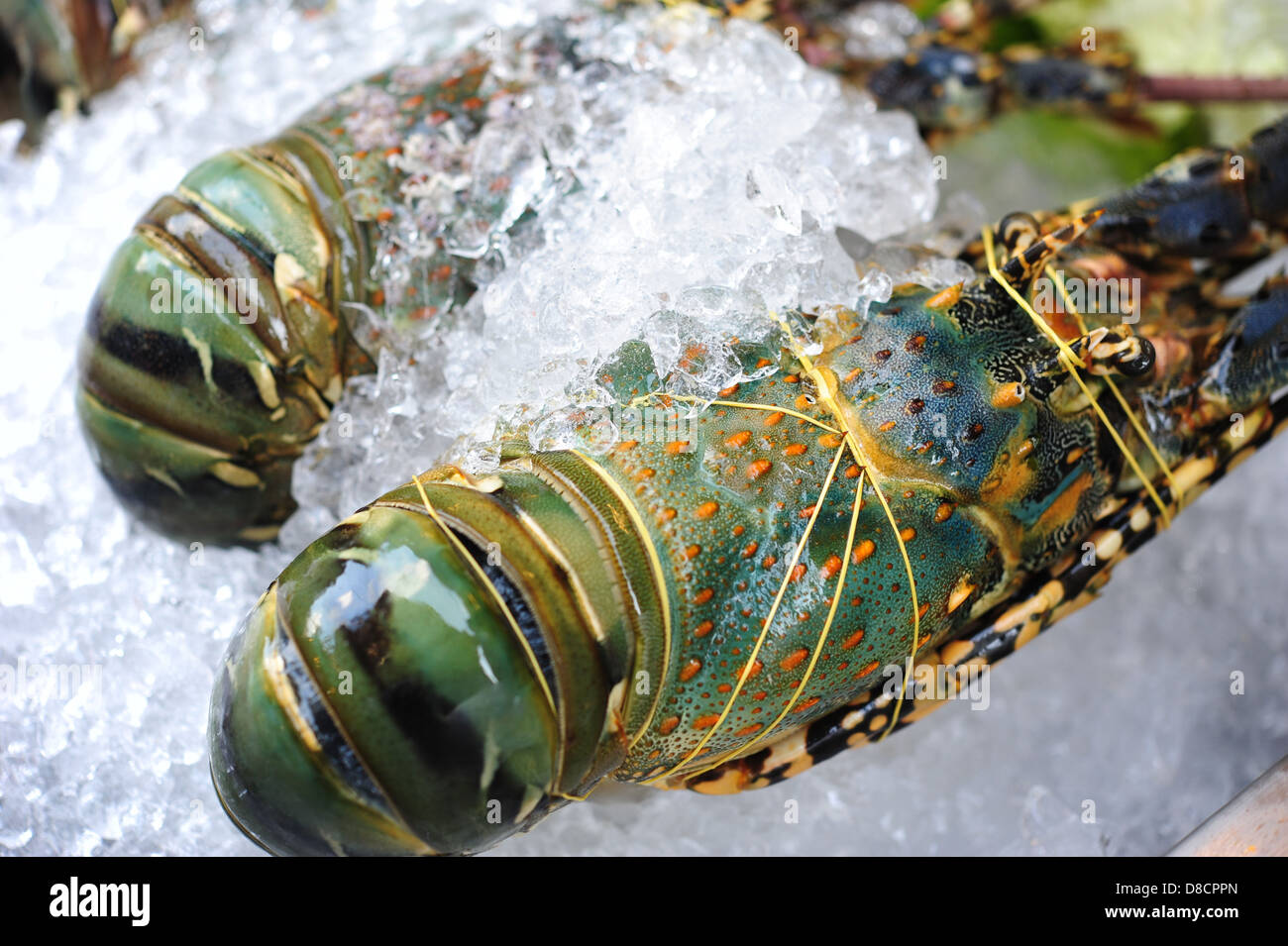 Coquille de homard Banque de photographies et d’images à haute ...