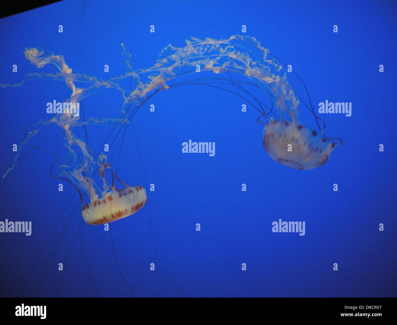 Une méduse flottant gracieusement dans l'eau, son corps translucide ...