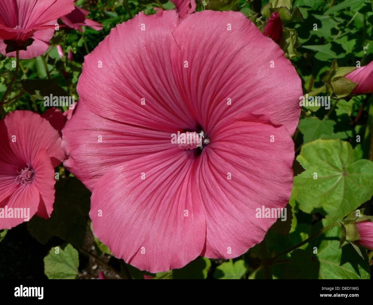 Cette image présente une fleur grande et vibrante en pleine floraison ...