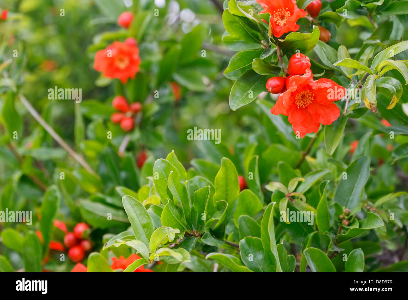 Fleur de grenadier, Punica granatum Photo Stock - Alamy
