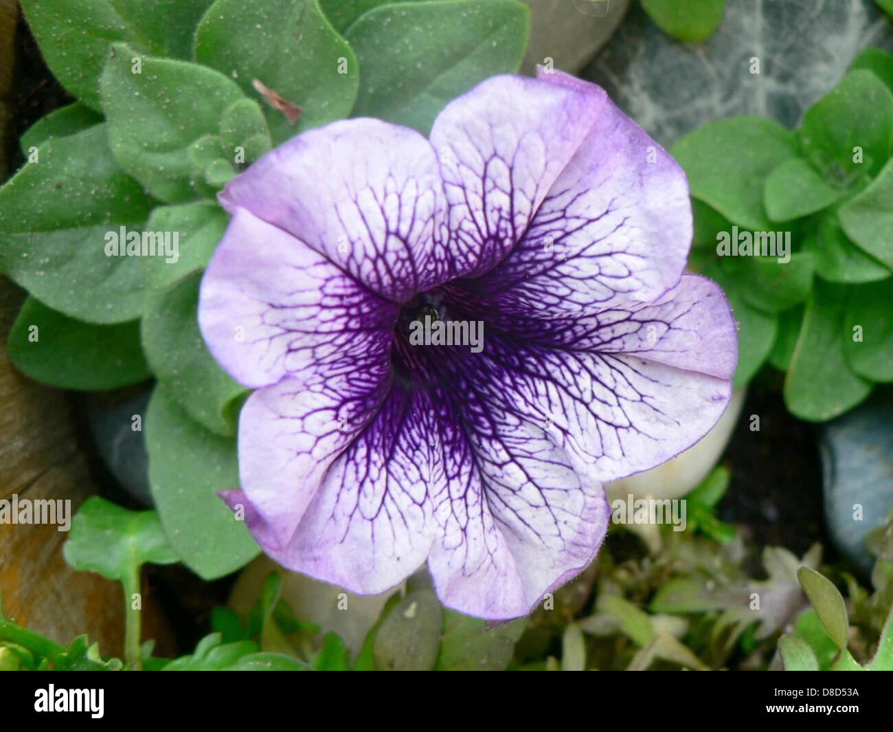 Une fleur violette vibrante de Petunia hybrida en pleine floraison ...