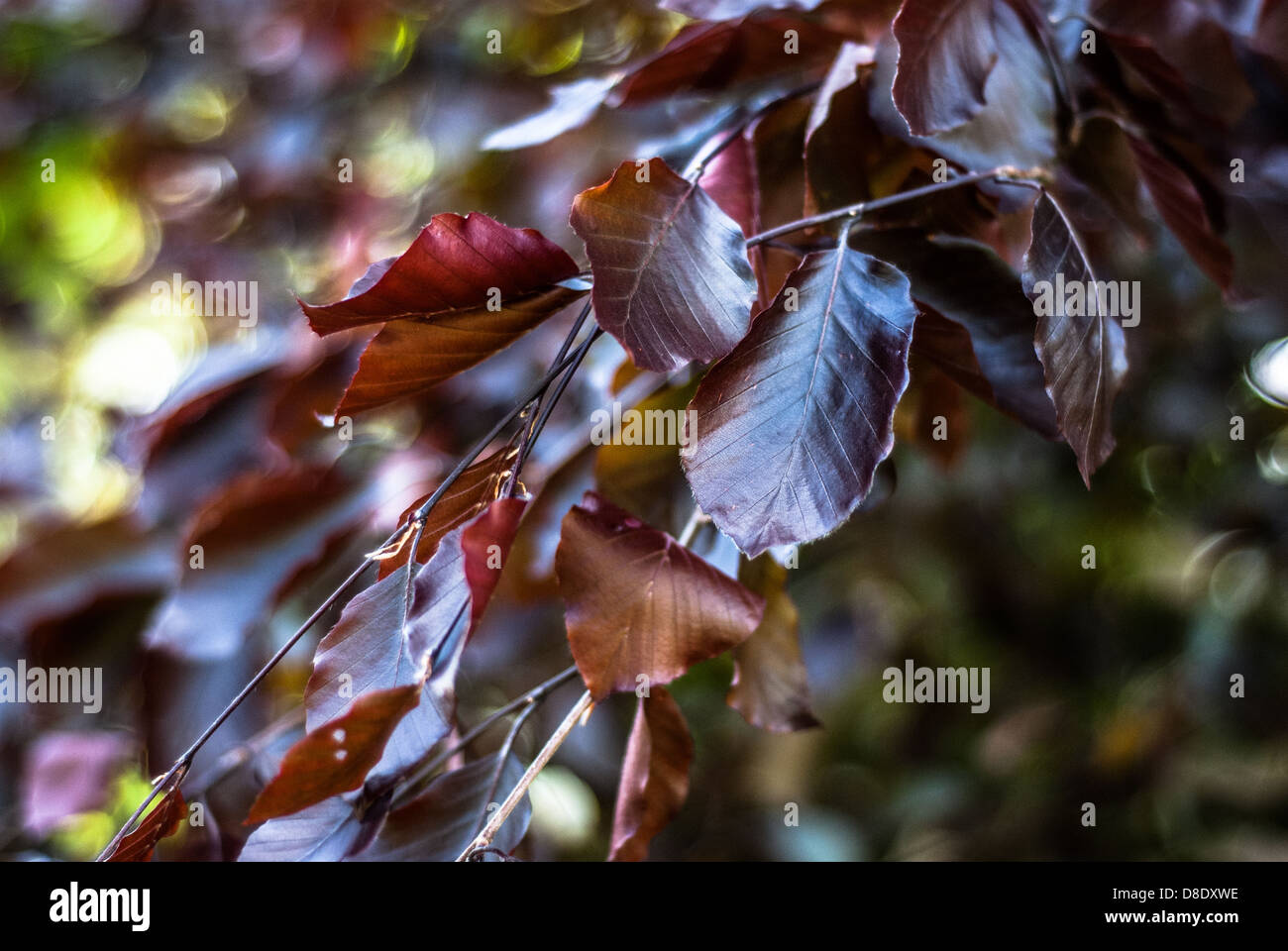 L'arbre rouge Banque de photographies et d’images à haute résolution ...