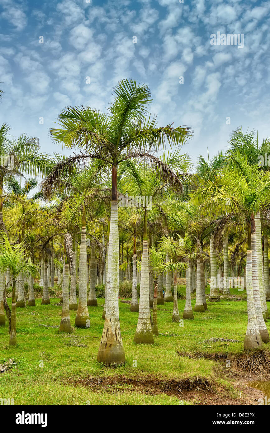 Paysage naturel avec palmier Banque de photographies et d’images à ...