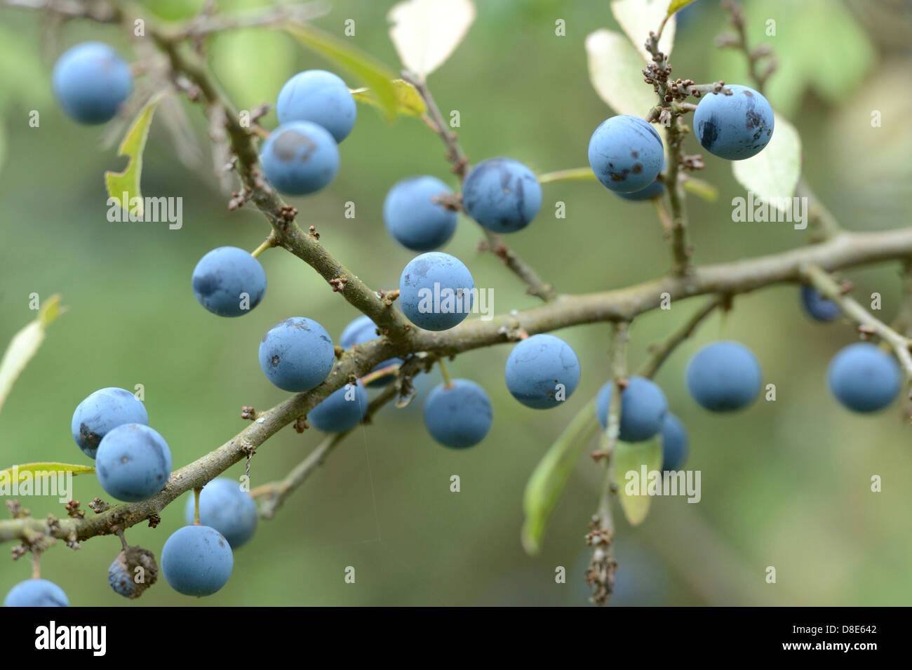 Blackthorn prunus spinosa Banque de photographies et d’images à haute ...