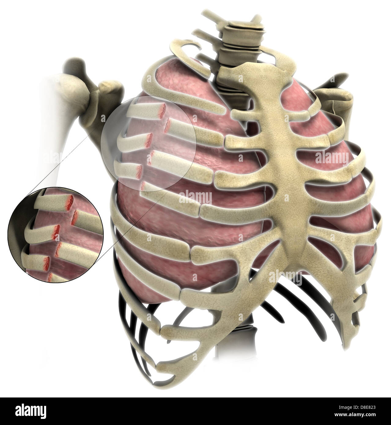 Chirurgie fracture Banque de photographies et d’images à haute ...