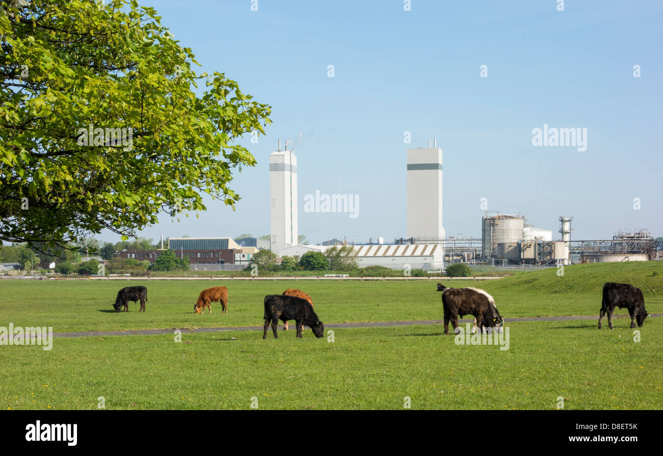 Quorn foods factory billingham Banque de photographies et d’images à ...
