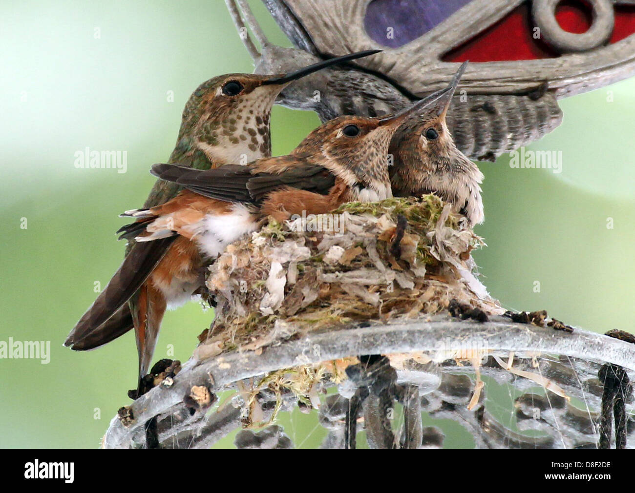 Nid de colibris Banque de photographies et d’images à haute résolution ...