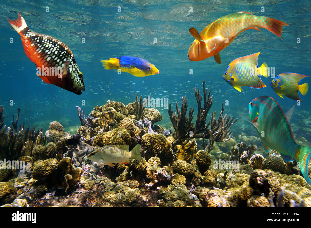Santé des récifs de corail avec des poissons colorés juste sous la ...
