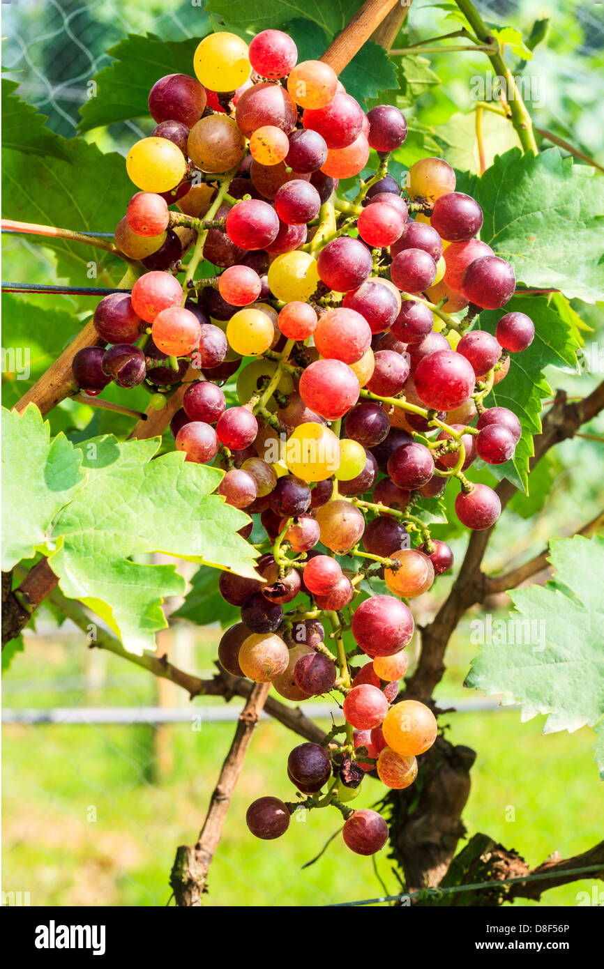 Grappe grappe suspendue vigne Banque de photographies et d’images à ...