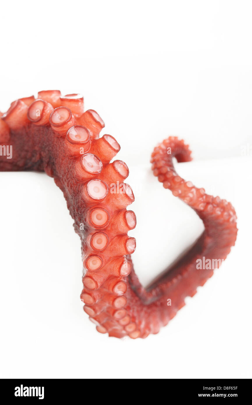Octopus tentacle Banque de photographies et d’images à haute résolution ...