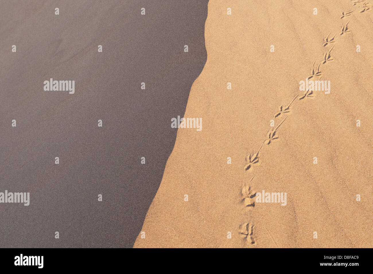 Pistes d'oiseaux sur les sables Banque de photographies et d’images à ...