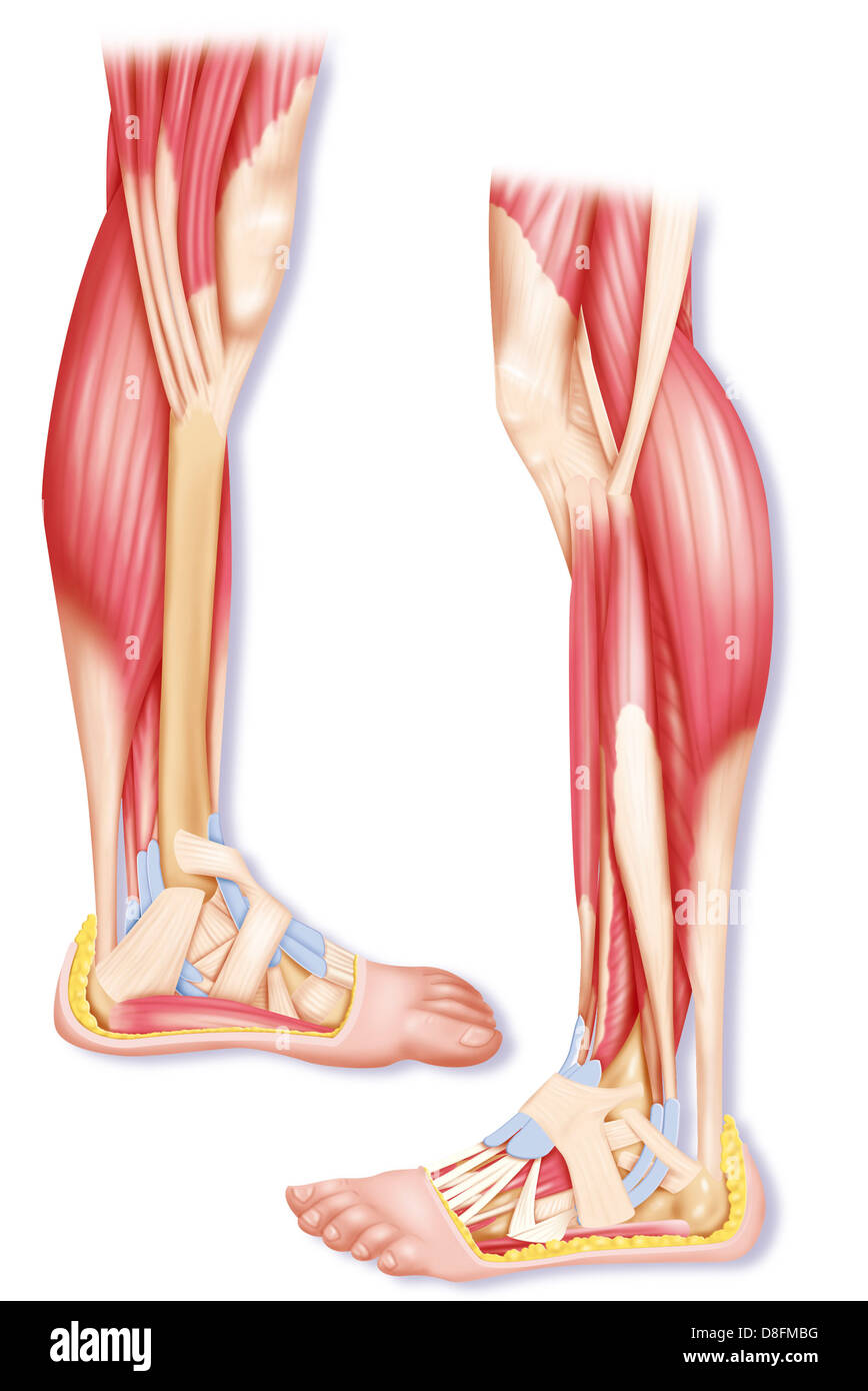 Muscle de la jambe anatomie Banque de photographies et d’images à haute ...