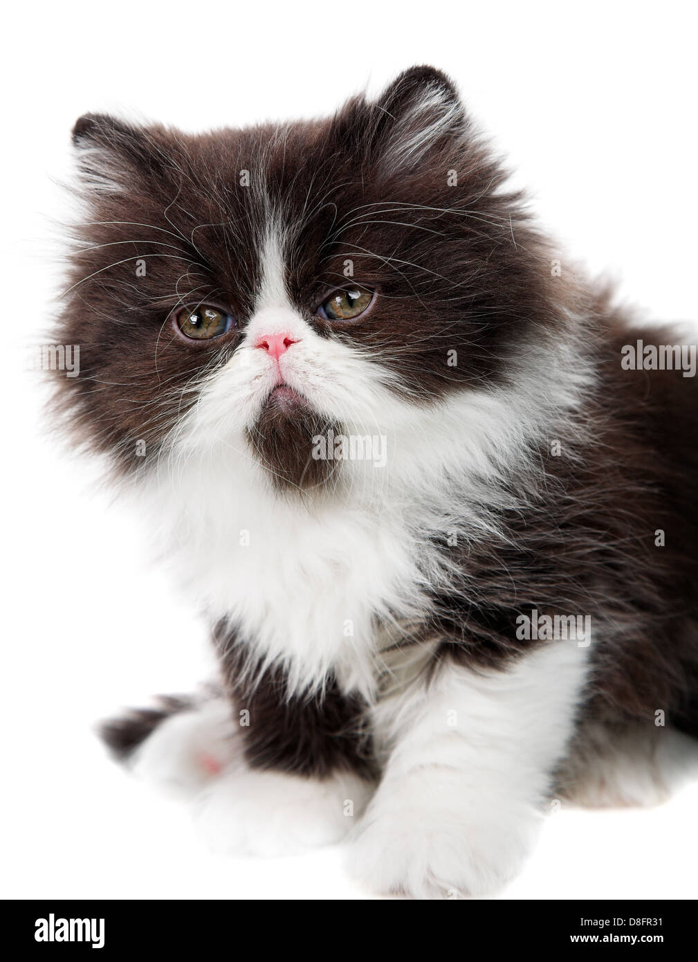 Chaton persan Banque de photographies et d’images à haute résolution ...