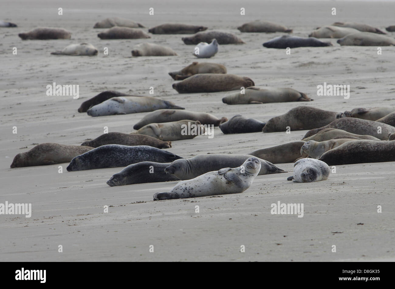 Phoque commun Banque de photographies et d’images à haute résolution ...