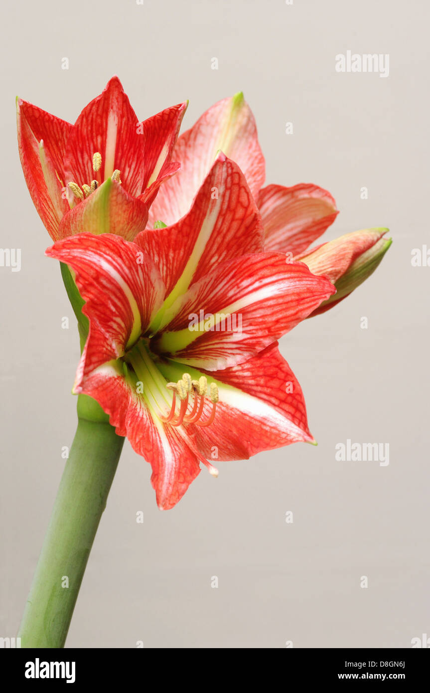 Beautiful red flowers amaryllis macro Banque de photographies et d ...