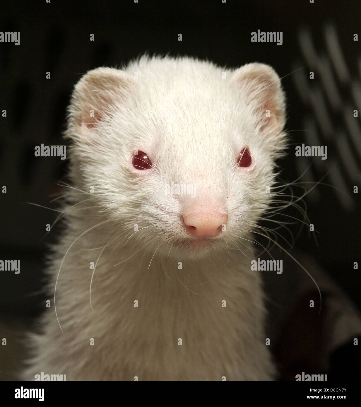 Furet ou furet Banque de photographies et d’images à haute résolution ...