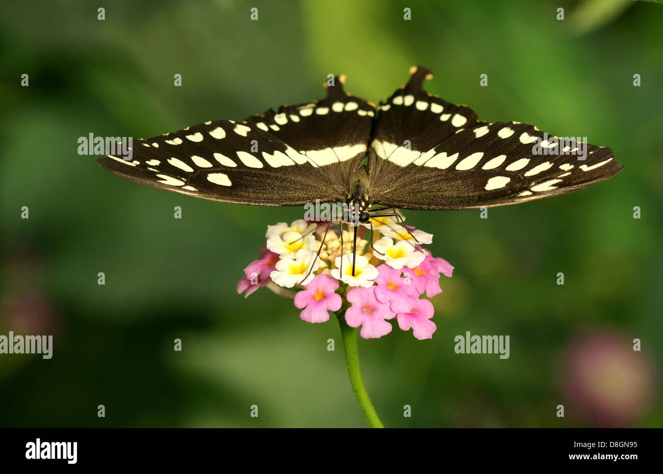 Papillon insecte nature faune hirondelle queue Banque de photographies ...