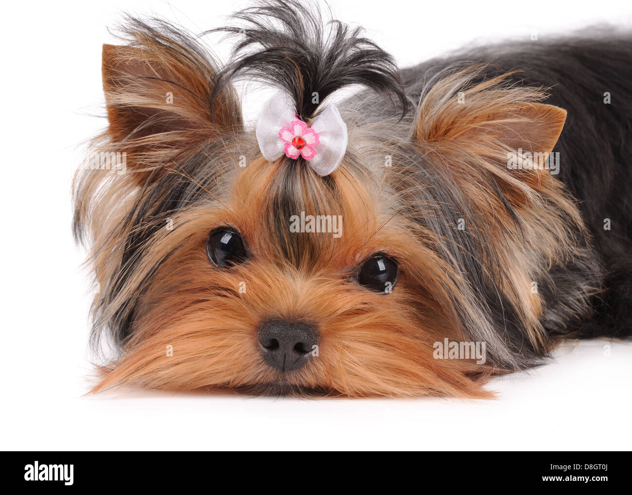 Dog bow hair Banque de photographies et d images a haute resolution Alamy