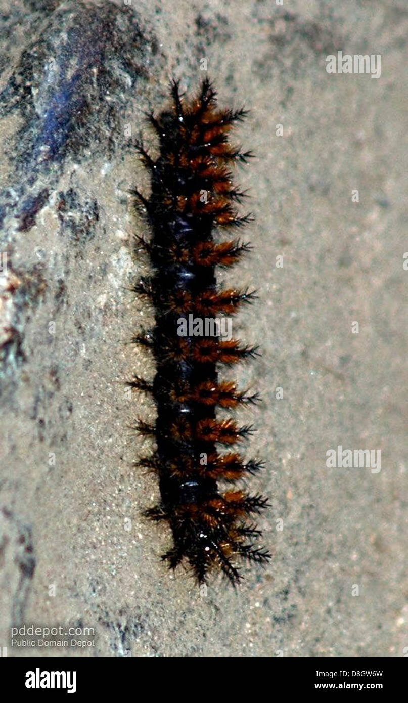 Cette image montre une chenille, le stade larvaire d'un papillon ou d ...