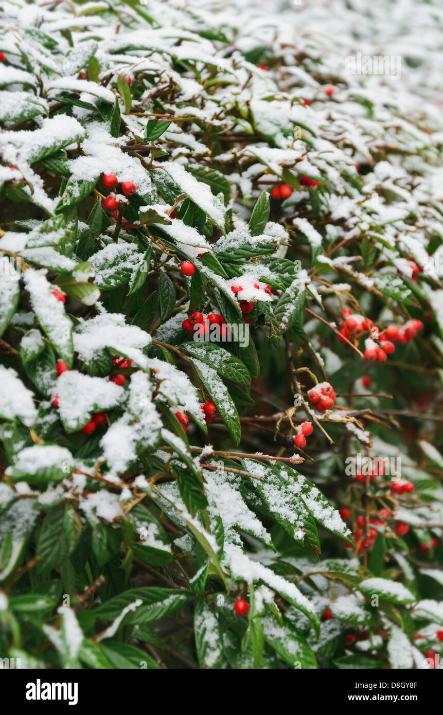 Plante de bambou aux fruits rouges Banque de photographies et d’images ...