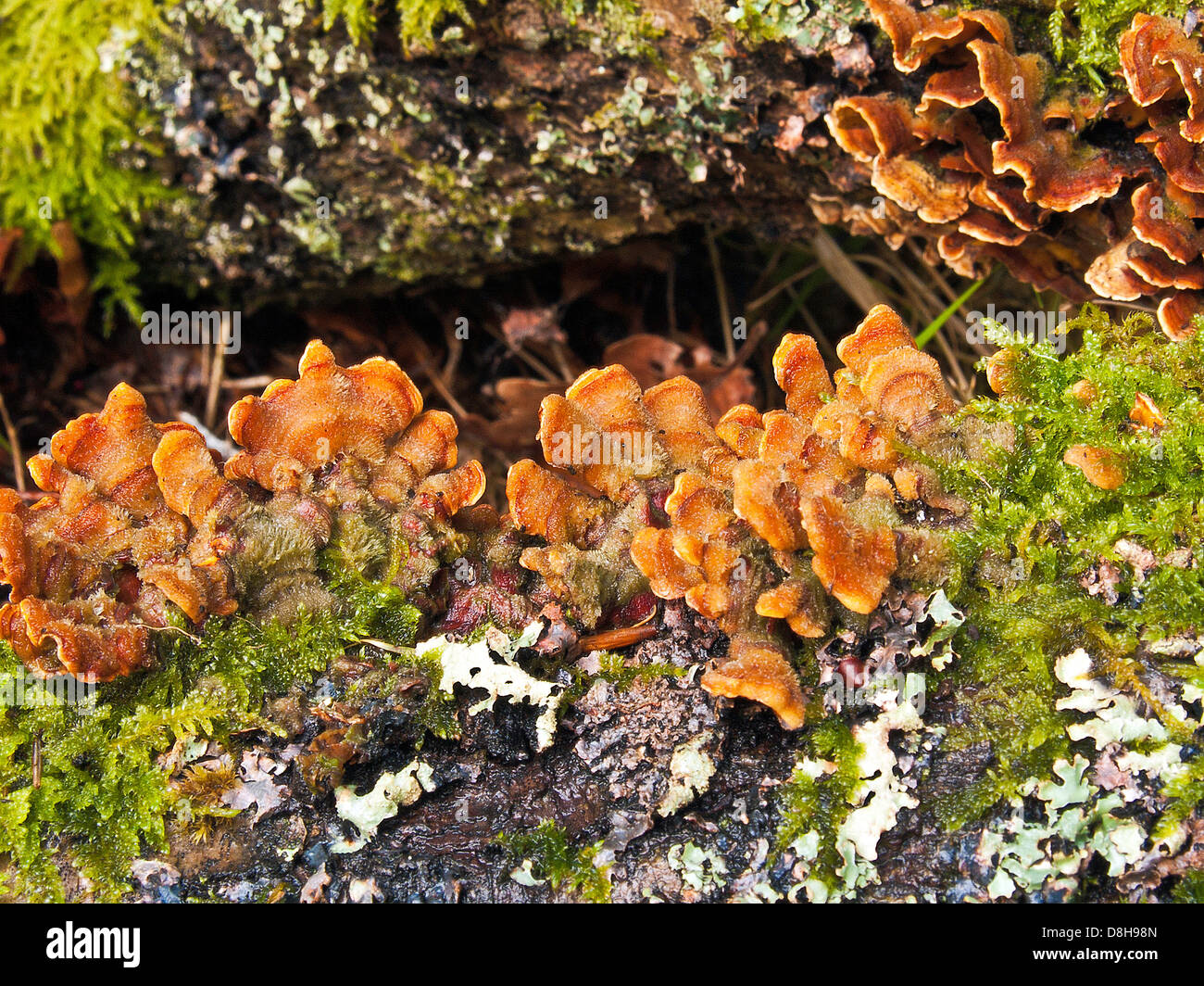 Trametes pubescens Banque de photographies et d’images à haute ...