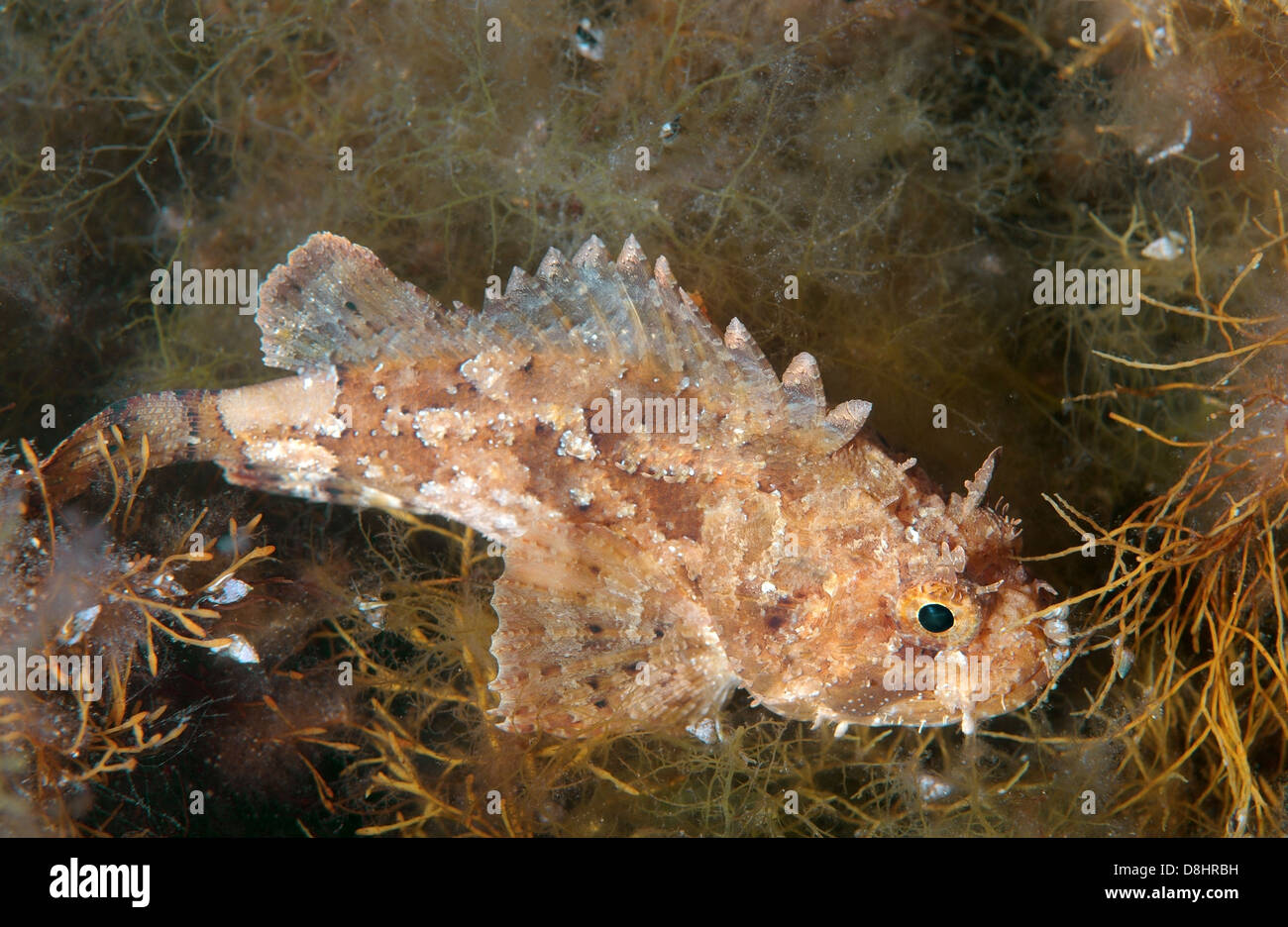 Poisson scorpion de petite taille Banque de photographies et d’images à ...