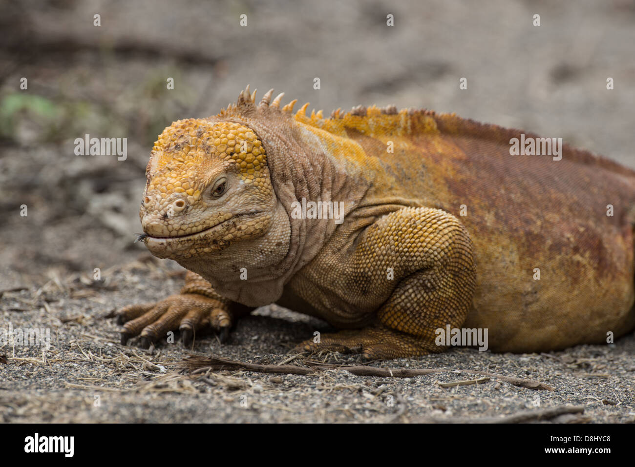 L'iguane terrestre des galapagos Banque de photographies et d’images à ...