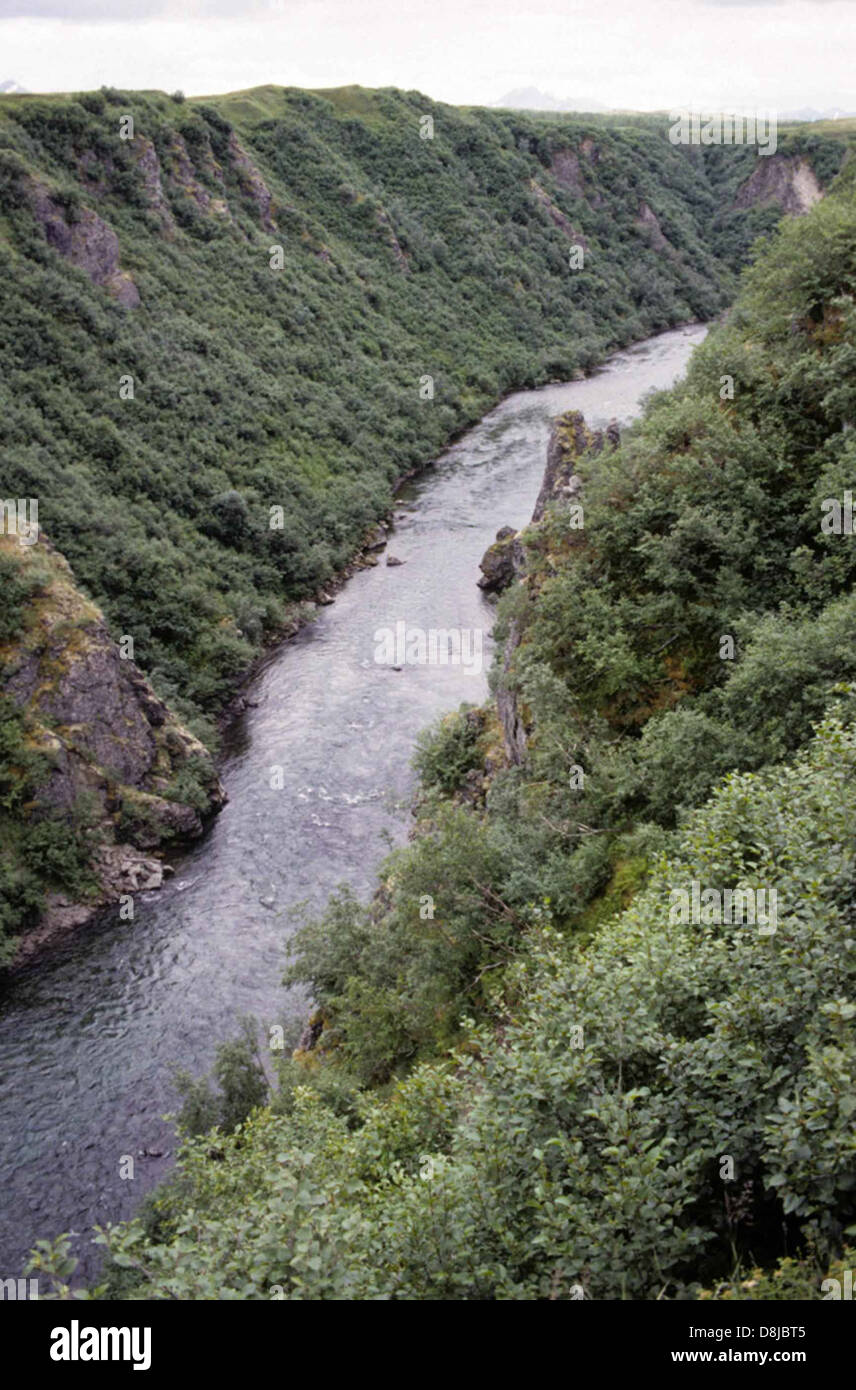 Le ruisseau Kemuk est un ruisseau d'eau douce qui traverse une zone boisée luxuriante. Le ...