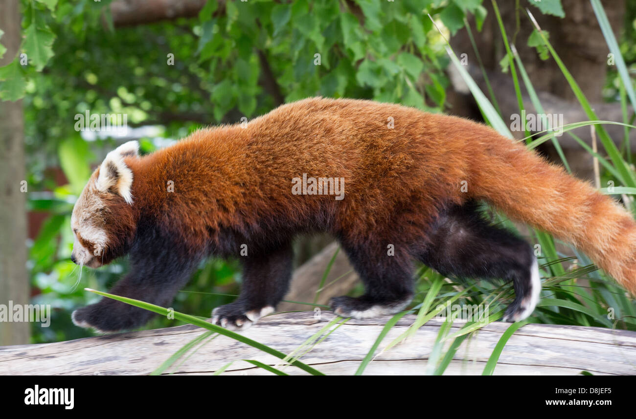 Fulgens Banque de photographies et d’images à haute résolution - Alamy