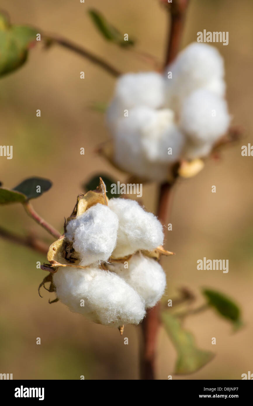 Cotton plant Banque de photographies et d’images à haute résolution - Alamy