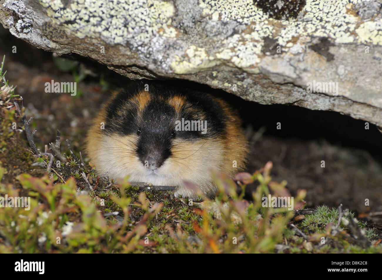 Lemming lemmus lemmus Banque de photographies et d’images à haute ...
