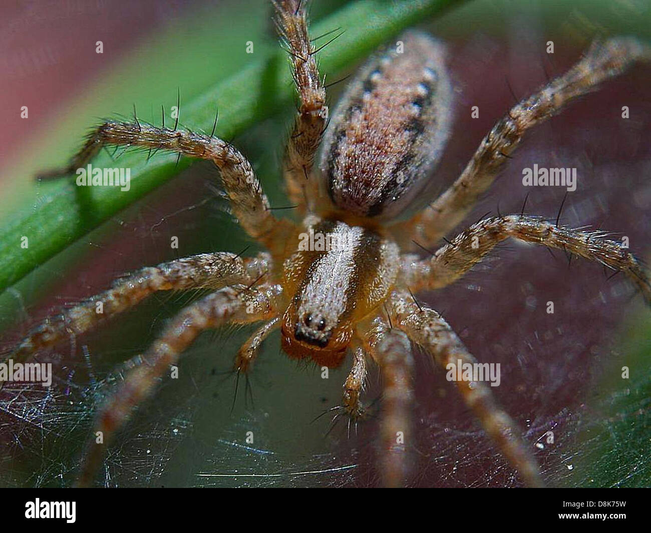 Les araignées, un type d'arachnide, sont montrées en gros plan. Ces ...