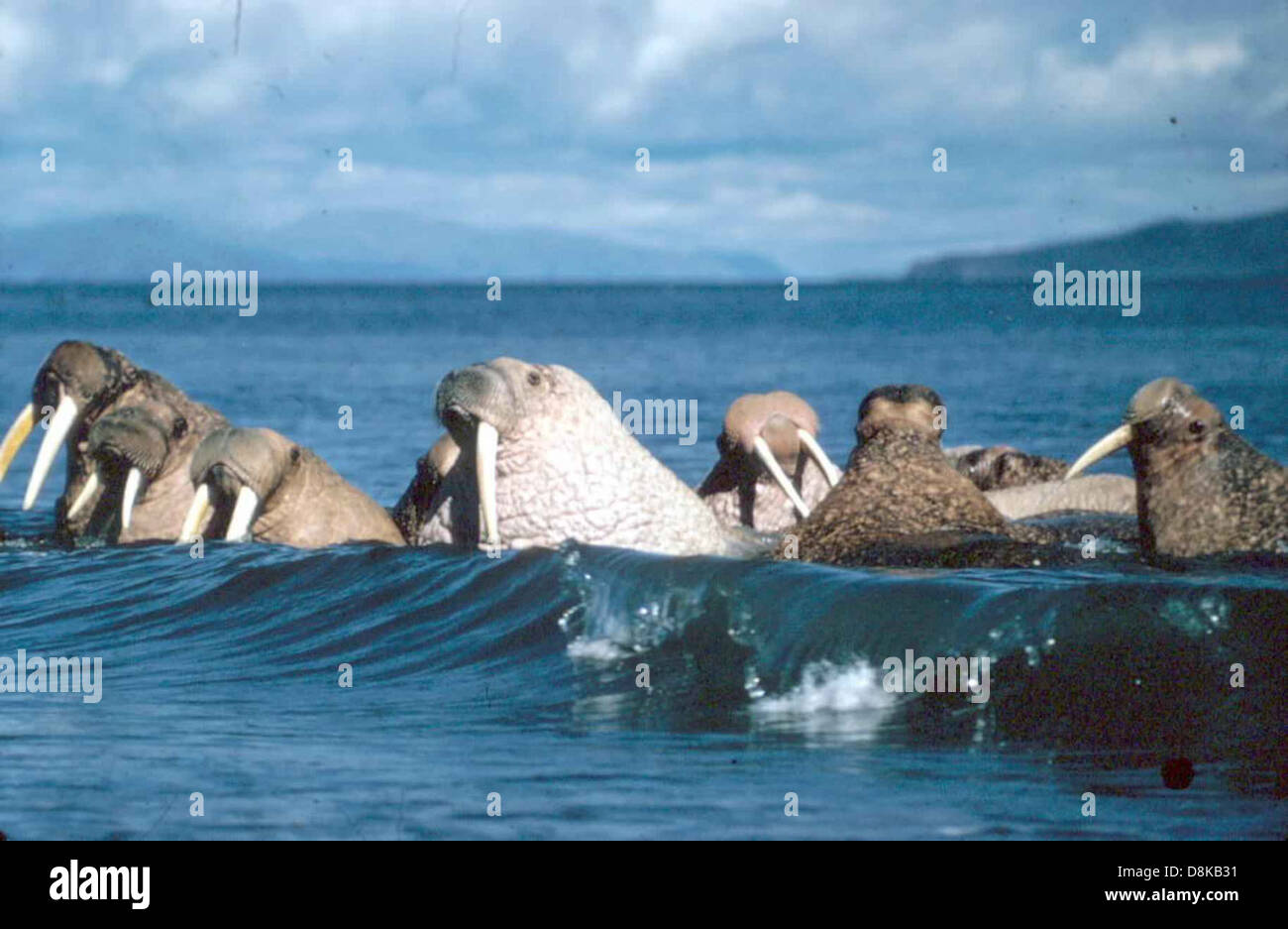 Les morses, grands mammifères marins, sont vus profiter des vagues sur ...
