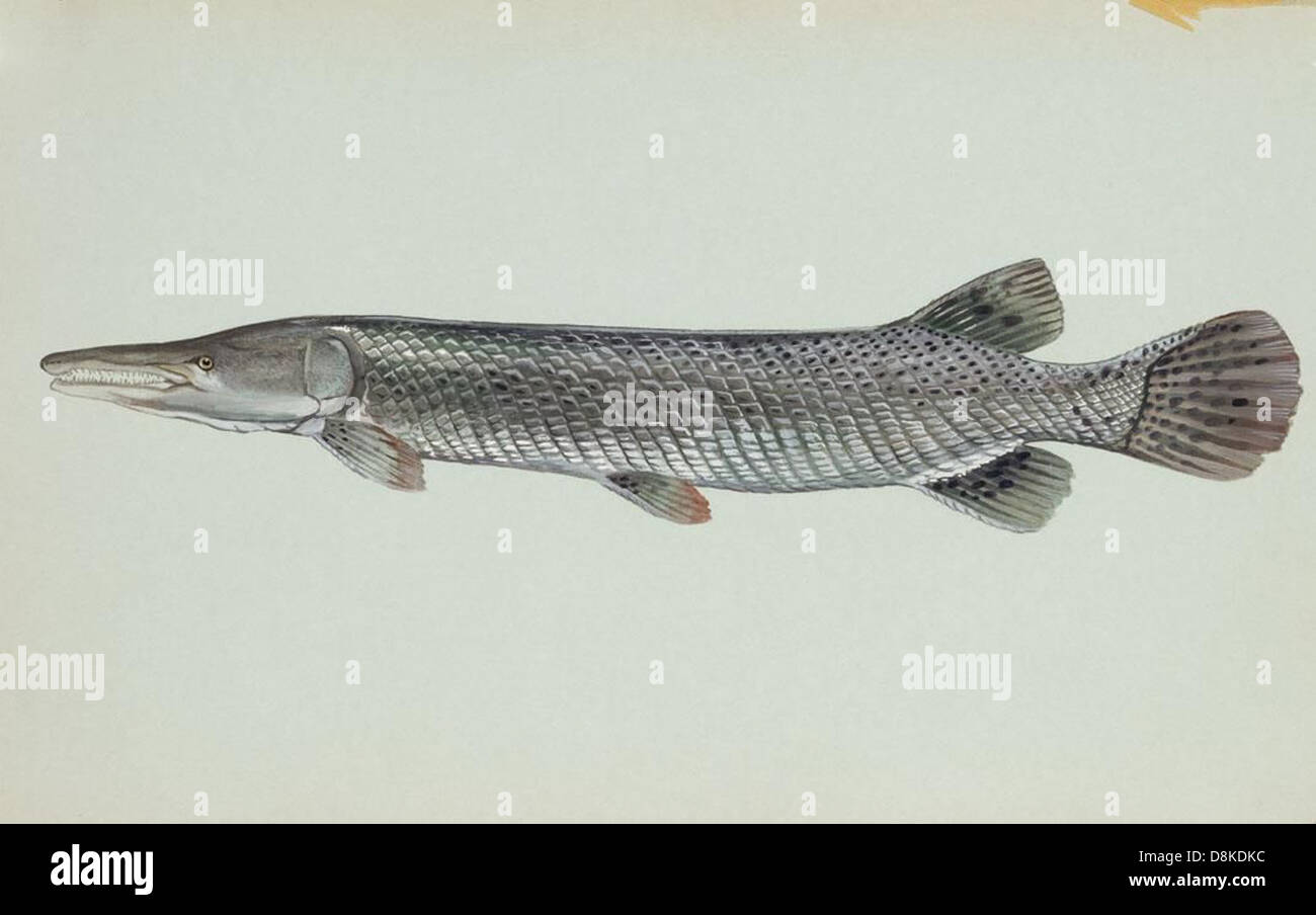 Le poisson Alligator Gar Photo Stock - Alamy