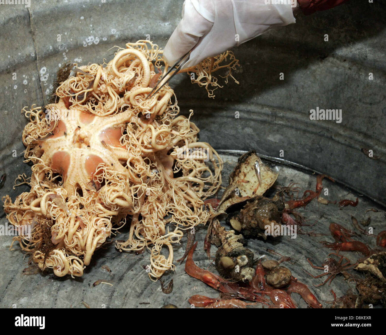 Poisson fourrage Banque de photographies et d’images à haute résolution ...