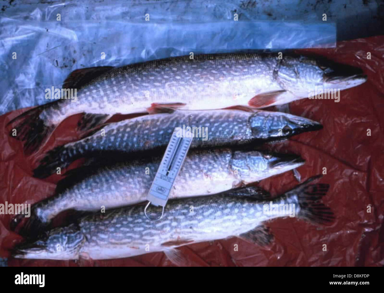 Gros plan d'un brochet du Nord (Esox lucius), montrant son corps ...