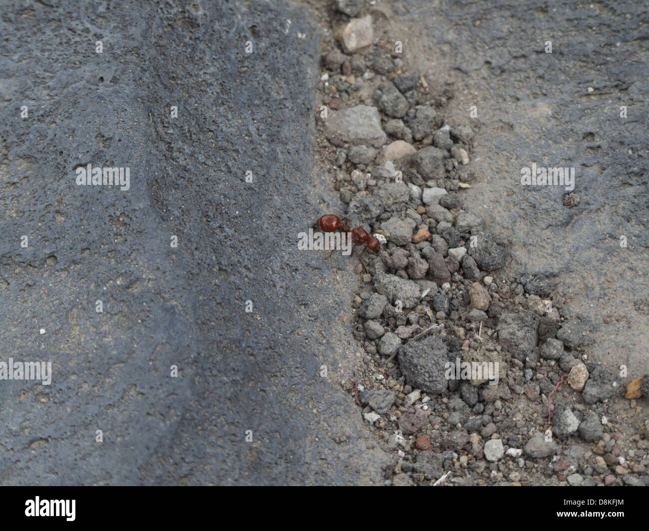 Une image en gros plan d'une fourmi rouge, un petit insecte connu pour ...