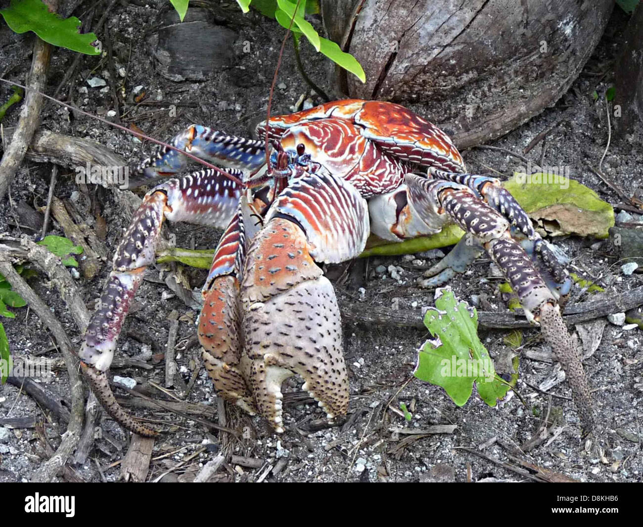 Un crabe de noix de coco est représenté grimpant à un arbre, ses ...