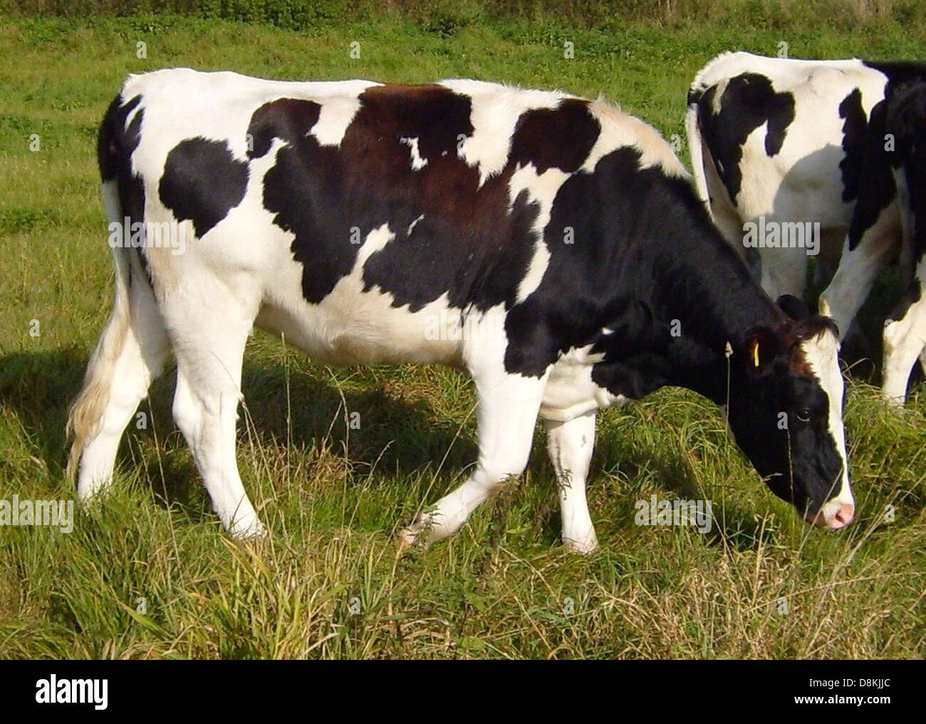Cette image montre une vache Holstein, connue pour son pelage noir et blanc distinctif ...