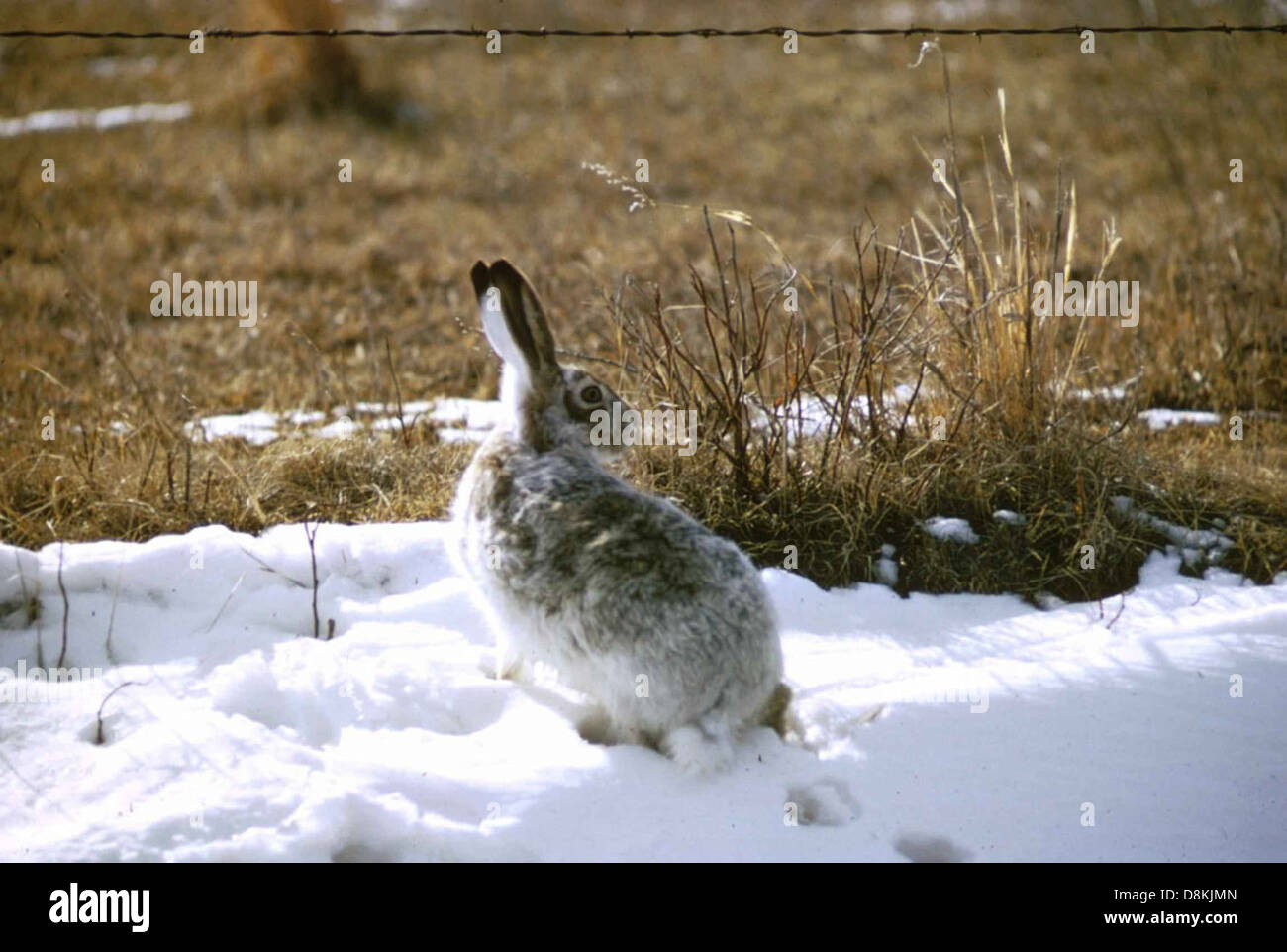 Un lapin loup, qui se distingue par ses longues oreilles et ses grandes ...