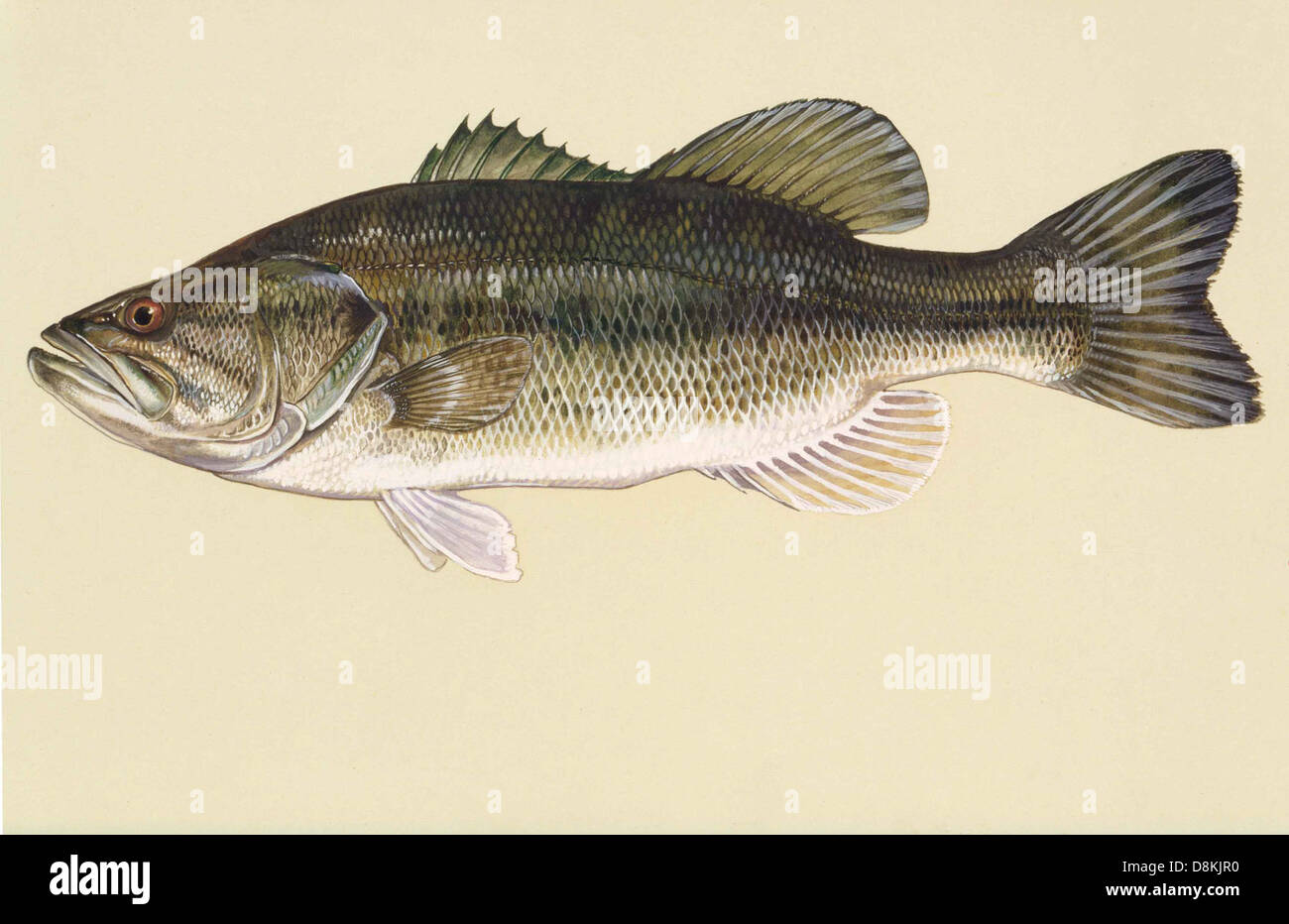 L'achigan à grande bouche poisson art Micropterus salmoides Photo Stock ...