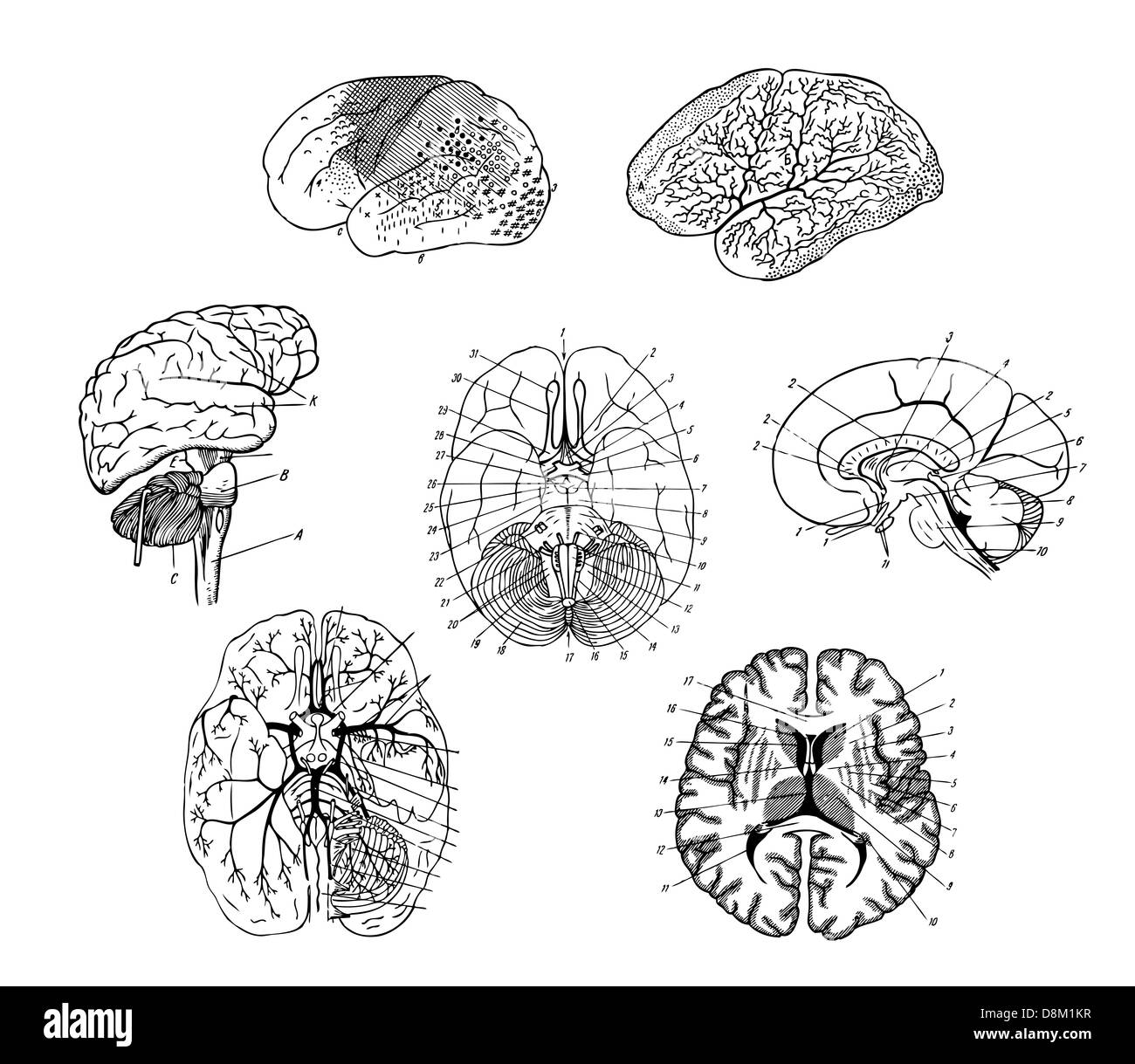 Cours d'anatomie cérébrale Banque d'images noir et blanc - Alamy