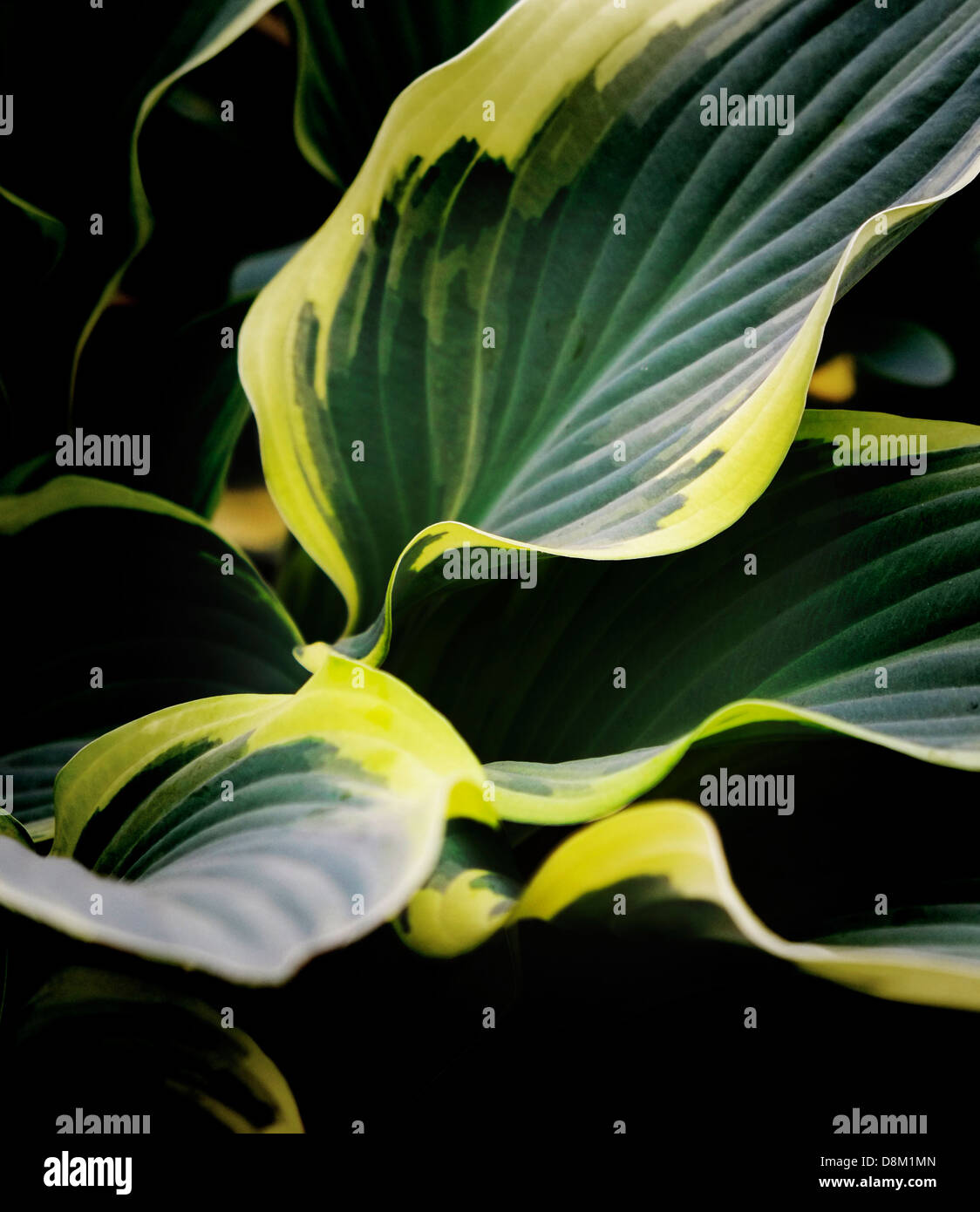 Hosta vivace Banque de photographies et d’images à haute résolution - Alamy